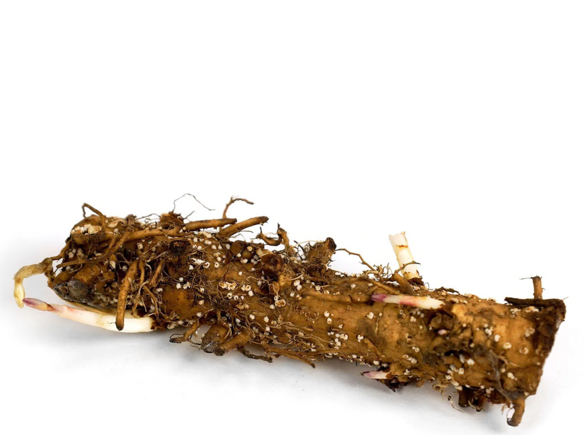 Hop Rhizome - Spalt Select | The Malt Shop